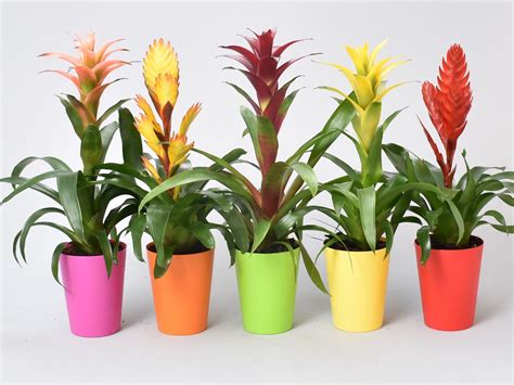 Bromelia Mix — Plant Wholesale Floraccess