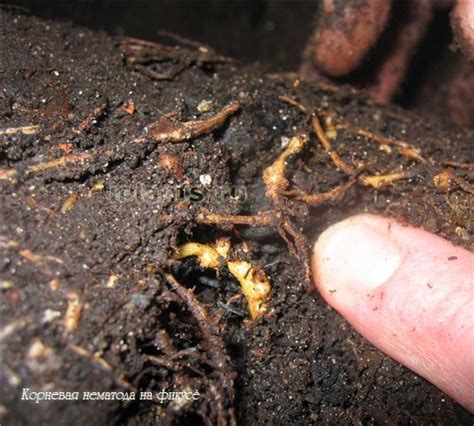 Как выглядит нематода в земле фото