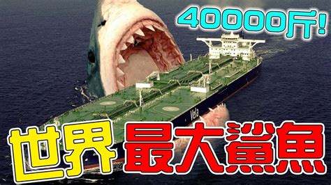 世界上最大的10條超級巨鯊！第一名能裝下20頭大白鯊，體重超過20000公斤一頓要吃一條鯨魚！top Top10 盤點 出類拔萃