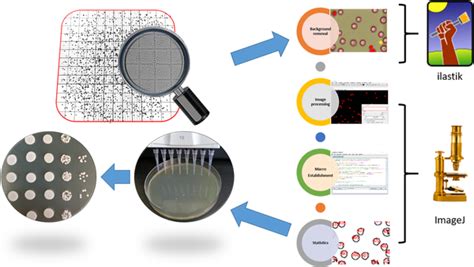 Scheme Of The Automated Fungal Cell Counting With Ilastik And Imagej Download Scientific