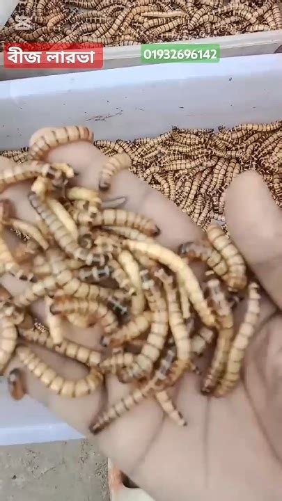 বিটল পোকা লারভা হাসঁ মুরগি ও মাছ ও ময়ূর কোয়েল পাখি জন্য নতুন বিদেশি New Release Video