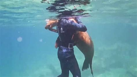 포착 바다사자와 소년의 놀라운 교감다가와서 포옹