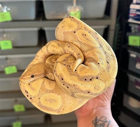 Ball Python Care Guide Morphing Time Exotic