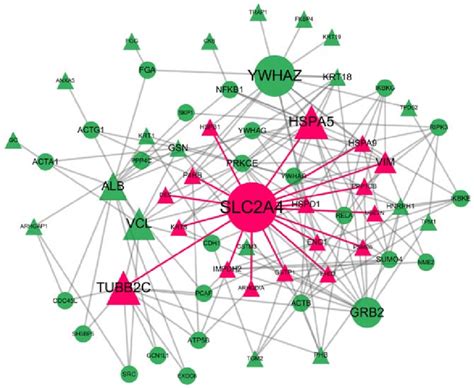 Topology Of The Backbone Network The Backbone Network Consisted Of Download Scientific