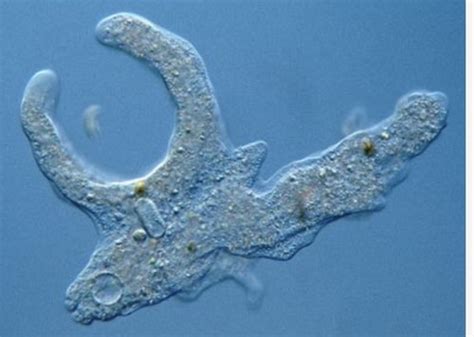 Protists Flashcards Quizlet