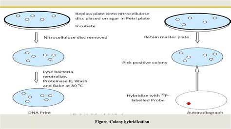 Nucleic Acid Hybridization Pptx