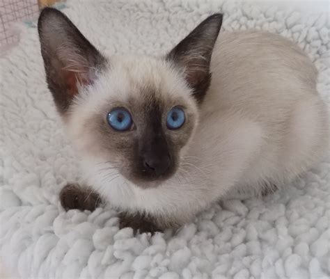 Seal Point Siamese Cat With Blue Eyes
