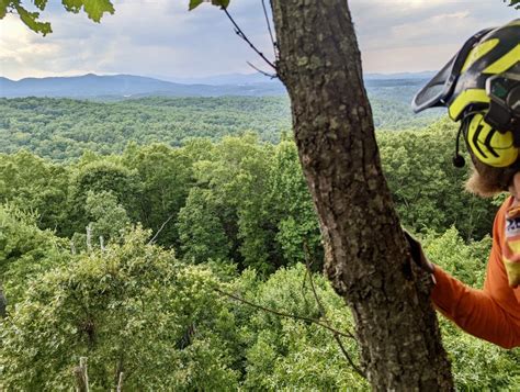 About Us — Thrive Tree Care