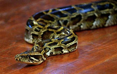 Deep Collects 5 Illegal Pets One Vicious Python At Beardsley Zoo