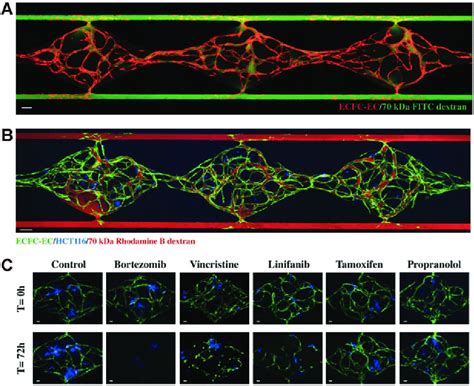 Perfused Vasculature On A Chip Model As Potential Cancer And Drug Download Scientific Diagram