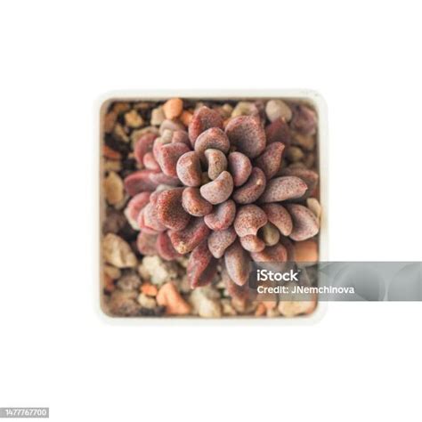 Sinocrassula Densirosulata 식물은 흰색 배경 평면도에 격리되어 있습니다 즙이 많은 로제트 꽃 식물 열대 이국적인 개화 단풍 배열 원예 0명에 대한 스톡