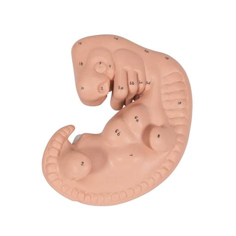 Human Embryology