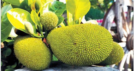 잭푸르트 씹고·선인장 물 마시고식탁의 내일