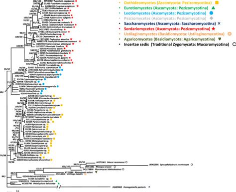 Bayesian 50 Majority Rule Consensus Tree Of Fungi With Partial Lsu