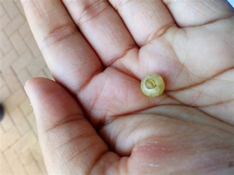 Weird Orbs Appeared On The Undersides Of Oak Leaves When Squished They Looked Like Berry With