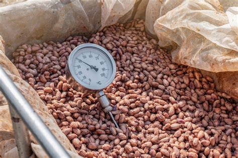 Premium Photo Temperature Measurement Of Cocoa Beans Fermented In Wooden Barrels To Maintain