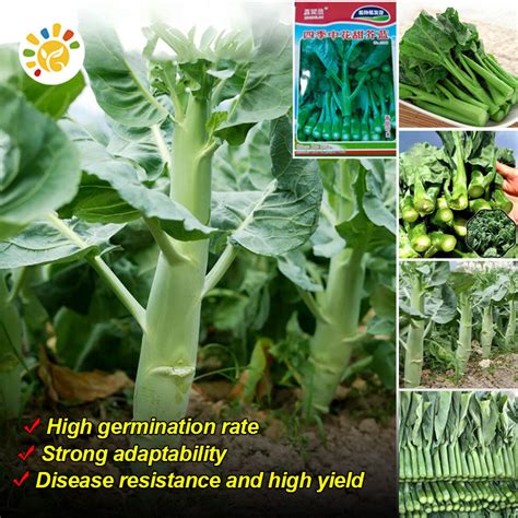 100 High Quality Fresh Green Choy Sum Seeds 400pcs High Yield Green Leafy Sweet Choysum Seeds