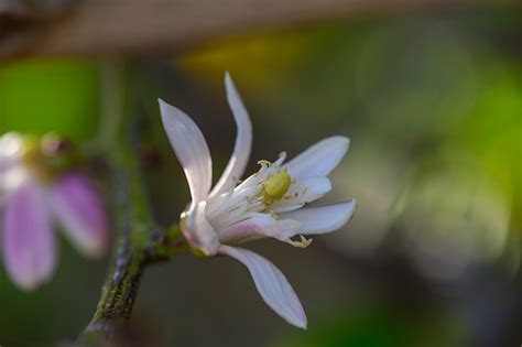 부드러운 흰색 꽃잎과 노란색 수술이 있는 활짝 핀 레몬 꽃의 매크로 사진 자연광에서 포착 지중해 감귤류 식물 0명에 대한 스톡 사진 및 기타 이미지 Istock