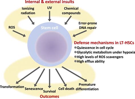 Metabolic Regulation Of Hematopoietic Stem Cells In The Hypoxic Niche Cell Stem Cell