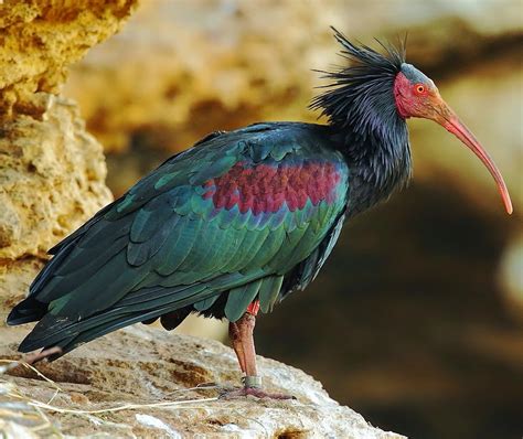 Birds Of The World Northern Bald Ibis