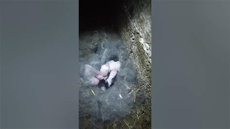 Νέα από τα νεογέννητα κουνελακια Youtube