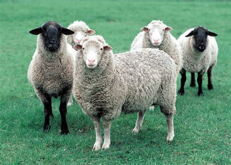 Sheep Wallpics Net Wallpapers Photos Pictures Backgrounds
