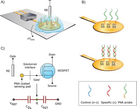 A Schematic Of The Dna Sensor Using Pna Probe Green Monolayer On
