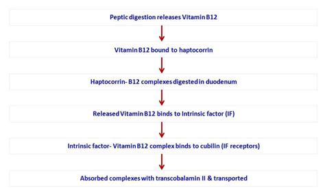 Megaloblastic Anemia New