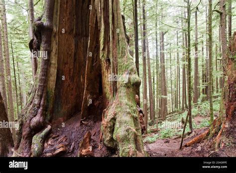 A Large Burl On A Tree Stock Photo Alamy