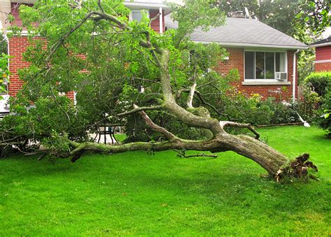 Does Homeowners Insurance Cover Tree Removal