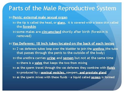 Puberty Period Of Sexual Development Males And Females