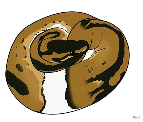 Balled Ball Python By Kaini Redbubble