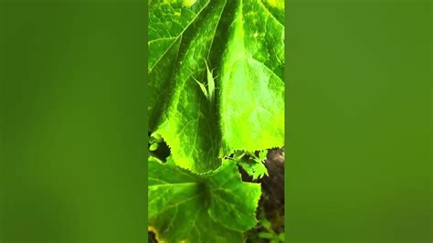 섬서구 메뚜기 짝짓기 Youtube