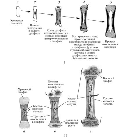 Развитие и рост кости ВОЗРАСТНАЯ АНАТОМИЯ И ФИЗИОЛОГИЯ Т 2 ОПОРНО ДВИГАТЕЛЬНАЯ И ВИСЦЕРАЛЬНЫЕ