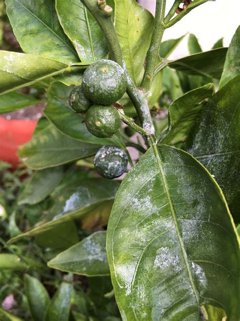 Citrus White Residue Gwss General Fruit Growing Growing Fruit