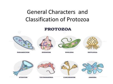 Classification Of Protozoa Lesson Explainer Kingdom Protista Nagwa