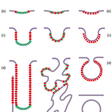 Schematic Representation Of Three Types Of Bacterial Intracellular Download Scientific Diagram