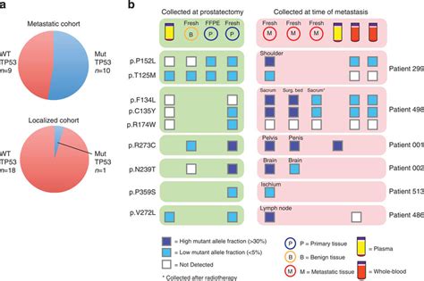 Tp53 Mutations Identified Via Tam Seq A Pie Charts Representing The Download Scientific