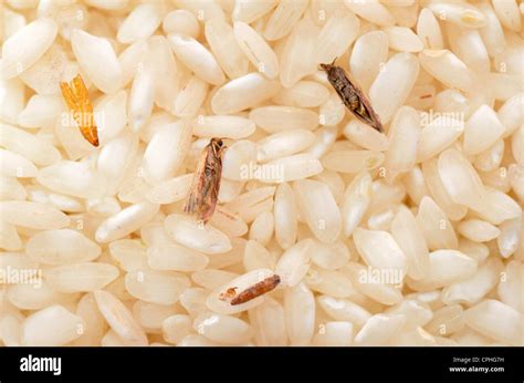 Rice Packaging Stock Container Pest Grain White Cockroach Roach