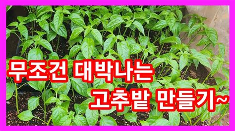 무조건 대박나는 고추밭 만들기~참외밭 수박밭 오이밭 및 텃밭 만들기 밑거름 귀농귀촌 주말농장 고추농사 잘짓는방법 고추농사달인 고추농사 노하우 Youtube