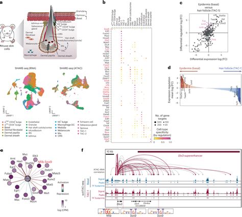 Dictys Refines Grn Inference With Multiomic Data From Mouse Skin A