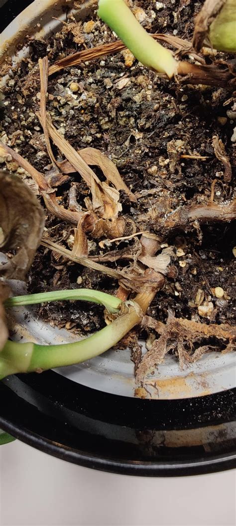 Total Newbie Trying To Save My Friends Plant Rmonstera