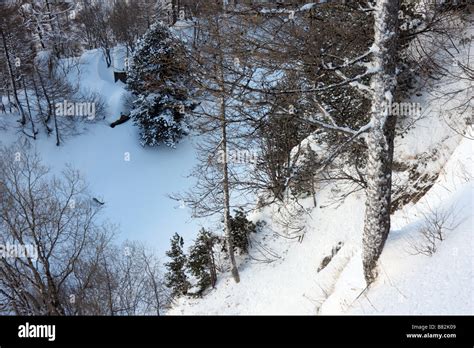 Trees Covered In Snow Stock Photo Alamy Trees Covered In Snow Stock Photo Alamy