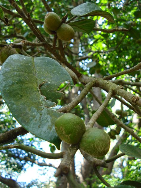 Batalaland Ficus Drupacea