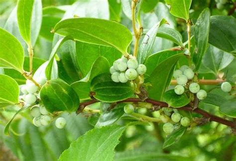 金刚花图片 金刚纂花图片 金刚树图片大全 大山谷图库