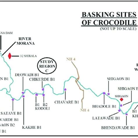 Basking Sites Of Crocodiles At Warana Basin Download Scientific Diagram