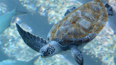 ‘swimming Sensation Maia The Sea Turtle Makes It To Mozambique With Missing Flipper Animal