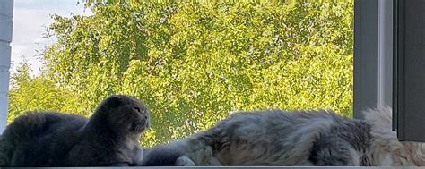 Коти Это группа Сильвера и Груши 2025 ВКонтакте