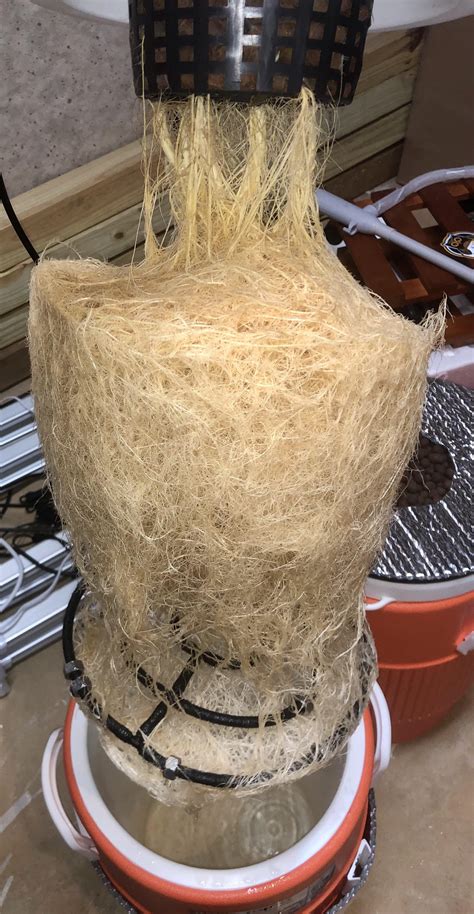 Finally Looked At The Roots Now That Theyre Chopped Toofless Alien D77 DWC Is So Freaking