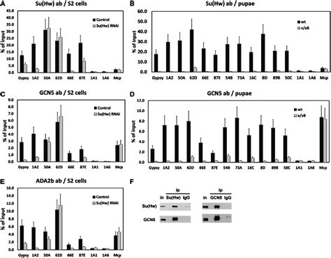 Su Hw Recruits Histone Acetyltransferase Complex Saga A C E The